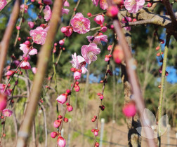 Prunus persica 'Crimson Cascade (Weeping Standard)' - Flowering Peach ...