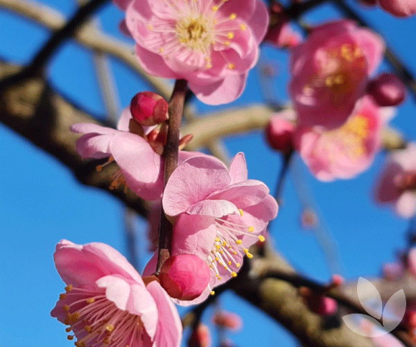 Prunus mume '(weeping standard)' - Mume Weeping Standard Ornamental ...