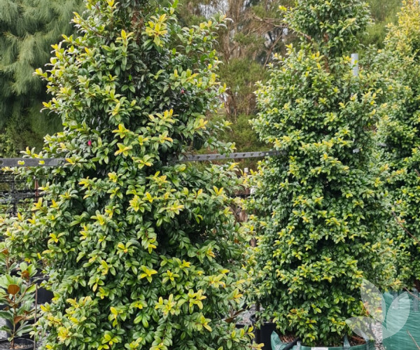 Syzygium australe 'SAN01' Straight and Narrow ™ - Straight and Narrow ...