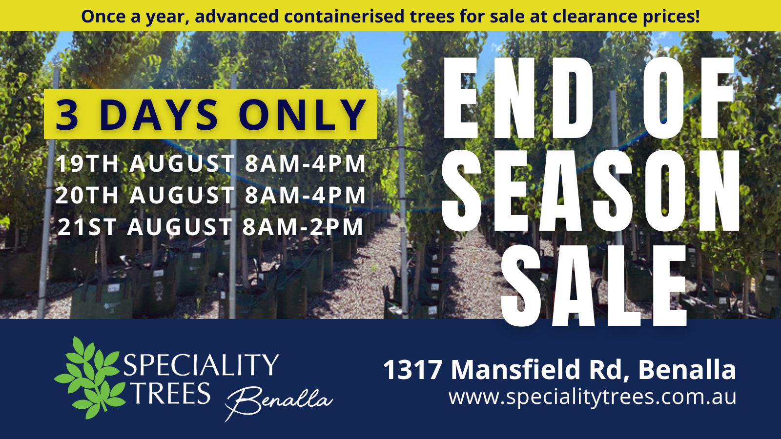 Pyrus fauriei 'Korean Sun' – Trees - Speciality Trees