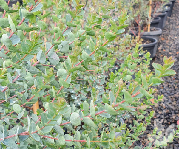 Eucalyptus latens 'Moon Lagoon' - Moon Lagoon Fine-leafed Mallee Tree ...