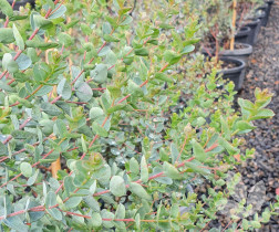 Eucalyptus pulverulenta 'Baby Blue (Shrub form)' - Silver-leaved ...