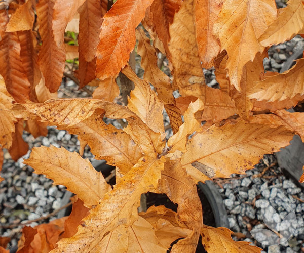 Quercus acutissima - Sawtooth Oak Tree - Trees - Speciality Trees