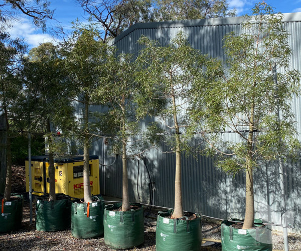 Brachychiton rupestris - Queensland Bottle Tree - Trees - Speciality Trees