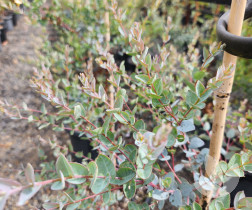 Eucalyptus latens 'Moon Lagoon' - Moon Lagoon Fine-leafed Mallee Tree ...