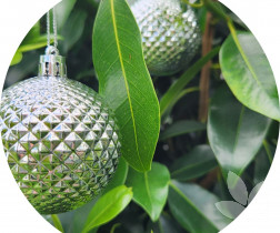 Speciality Trees – Premium quality advanced landscaping trees melbourne