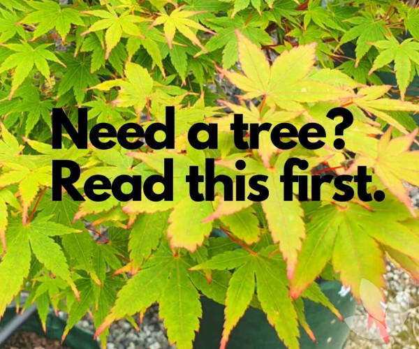 Speciality Trees – Premium quality advanced landscaping trees melbourne