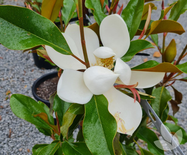 Magnolia grandiflora 'Kay Parris' - Kay Parris Magnolia Tree, Southern ...