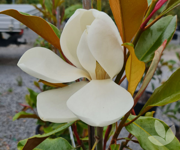 Magnolia grandiflora 'Kay Parris' - Kay Parris Magnolia Tree, Southern ...