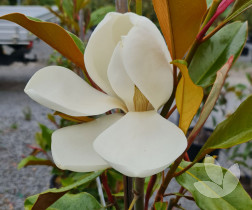 Magnolia grandiflora 'Kay Parris' - Kay Parris Magnolia Tree, Southern ...