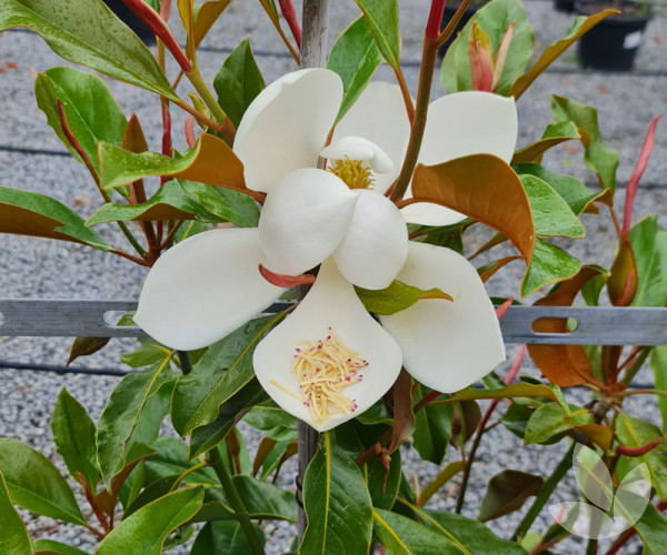 Magnolia grandiflora 'Kay Parris' - Kay Parris Magnolia Tree, Southern ...