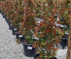 Syzygium australe 'Cherry Bomb' – Trees - Speciality Trees