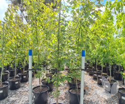 Acer negundo 'Sensation' - Sensation Box Elder (Maple) - Trees ...
