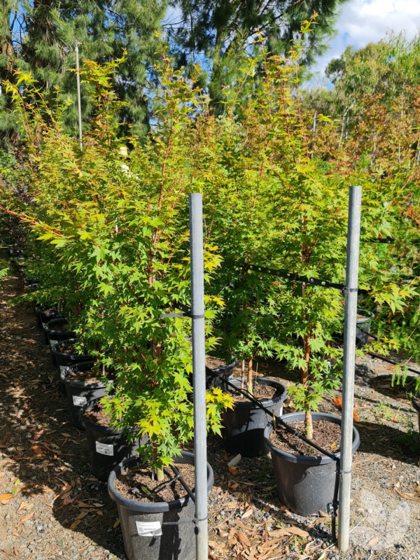 Acer palmatum 'Sango Kaku' (syn. 'Senkaki') - Coral Bark Japanese Maple ...