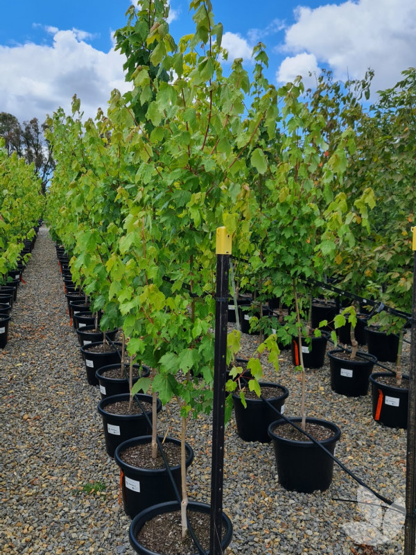 Acer rubrum 'Autumn Red' - Canadian Maple - Speciality Trees