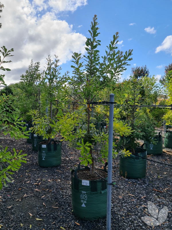 Banksia integrifolia - Coastal Banksia – Trees - Speciality Trees