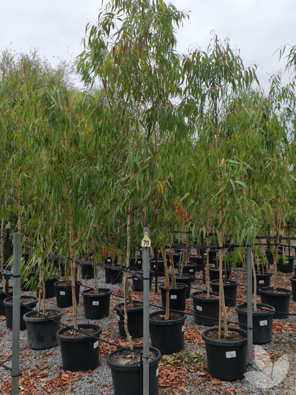 Corymbia citriodora - Lemon-scented Gum - Trees - Speciality Trees