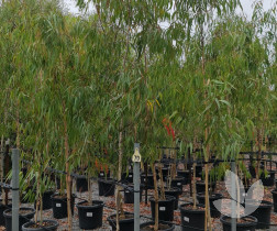 Corymbia citriodora - Lemon-scented Gum - Trees - Speciality Trees