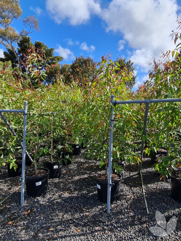 Corymbia maculata - Spotted Gum - Trees - Speciality Trees