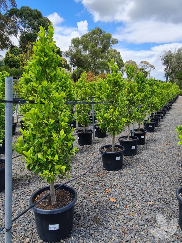 Ficus microcarpa hillii 'Flash' – Trees - Speciality Trees