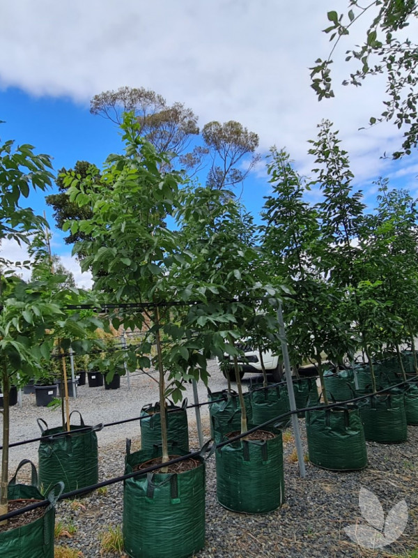 Fraxinus pennsylvanica 'Urbdell' - Urbanite Ash – Trees - Speciality Trees