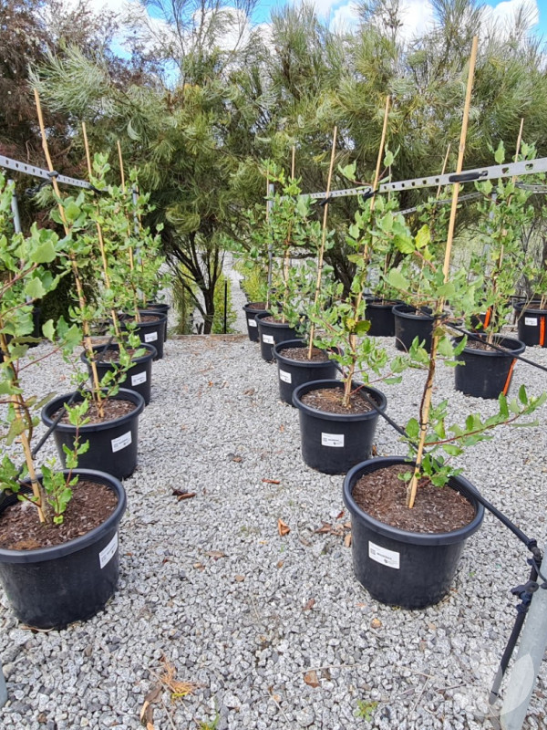 Garrya elliptica - Silk Tassel Bush - Trees - Speciality Trees