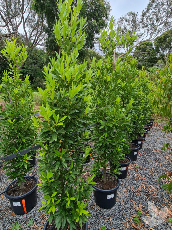 Laurus nobilis 'Miles Choice' - Hedging Bay Tree - Trees - Speciality Trees