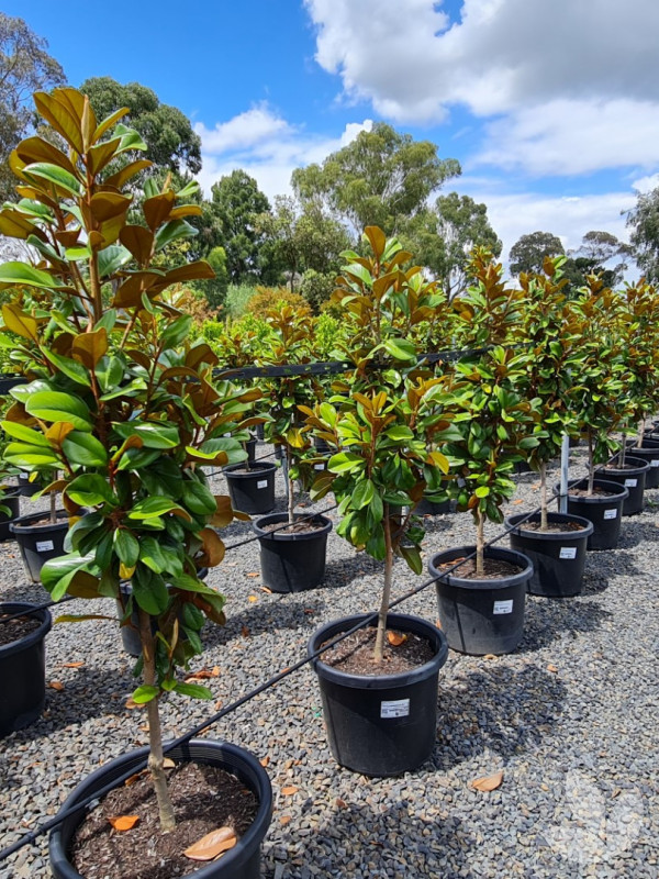 Magnolia grandiflora 'Teddy Bear' ™️ - Teddy Bear Evergreen Magnolia ...