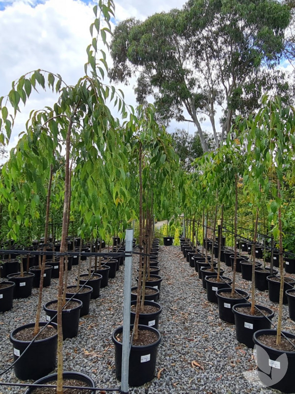 Prunus serrulata 'Cheals Weeping' (weeping standard) - Flowering Cherry ...