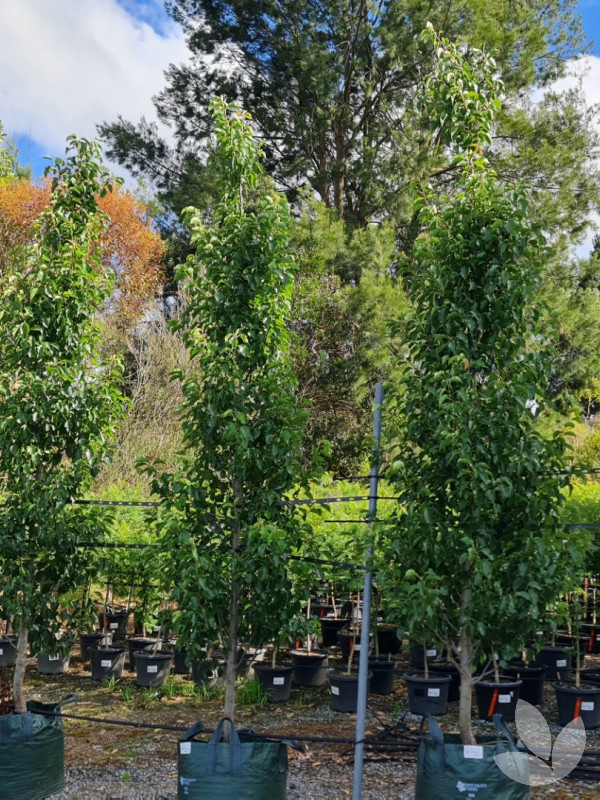 Pyrus calleryana 'Cleveland Select' - Cleveland Select Ornamental Pear ...
