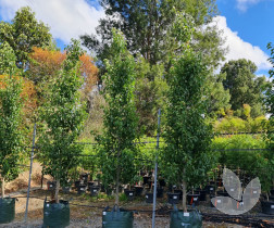 Pyrus calleryana 'Cleveland Select' - Cleveland Select Ornamental Pear ...