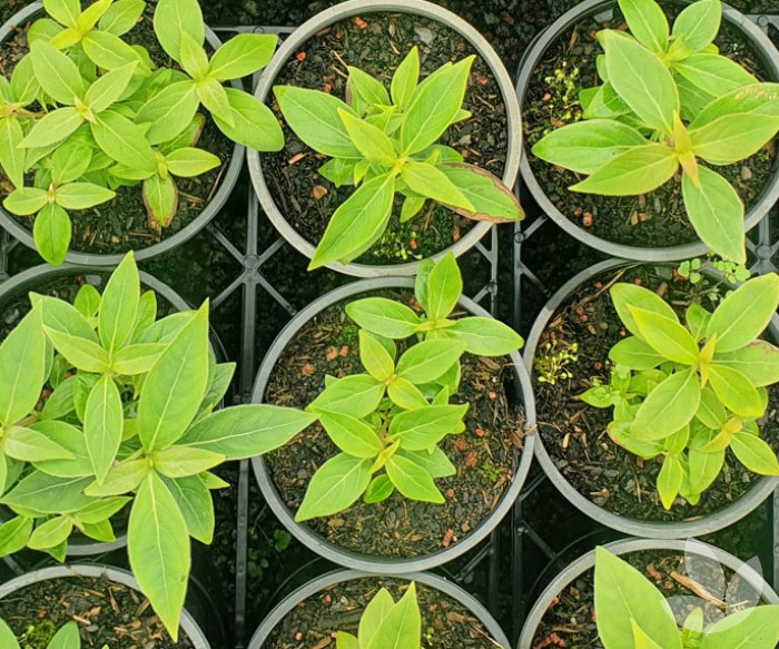 Tree Species Trialling - Blog - Speciality Trees