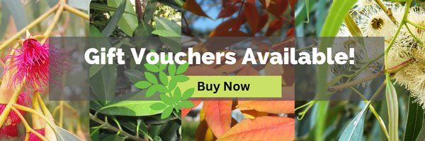 Trees – Speciality Trees