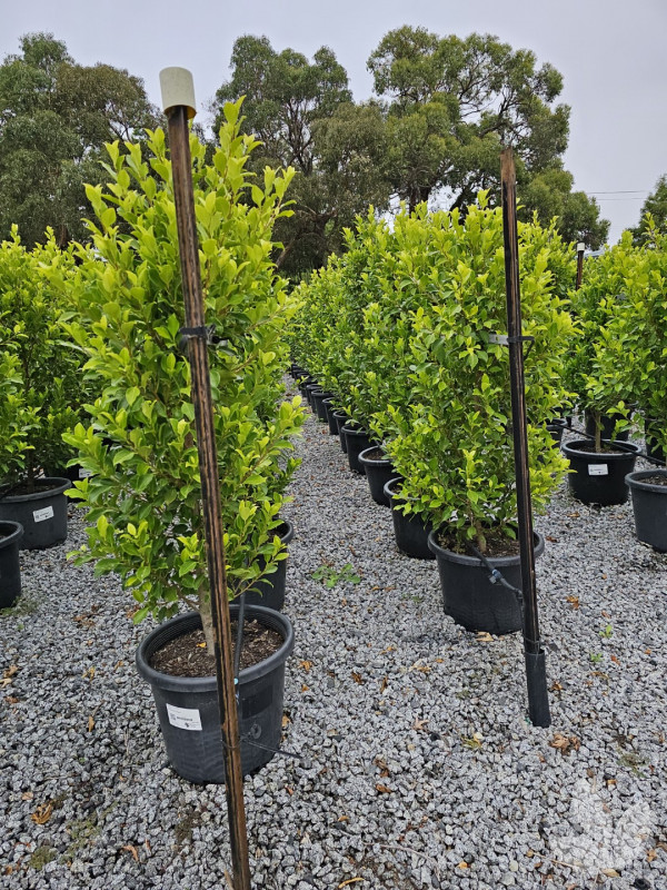 Ficus microcarpa hillii 'Flash' – Trees - Speciality Trees
