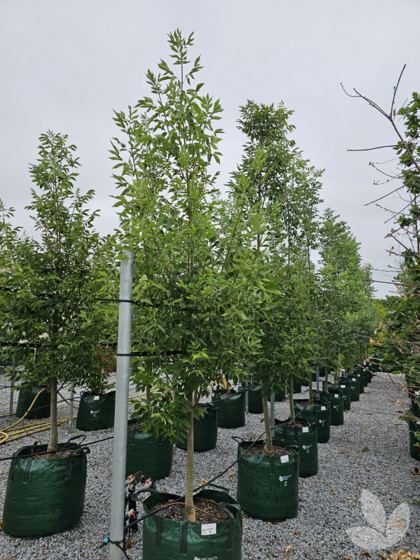 Fraxinus pennsylvanica 'Cimmzam' - Cimmaron Ash – Trees - Speciality Trees