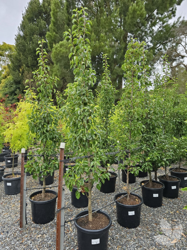 Pyrus calleryana 'Cleveland Select' - Ornamental Pear – Trees ...