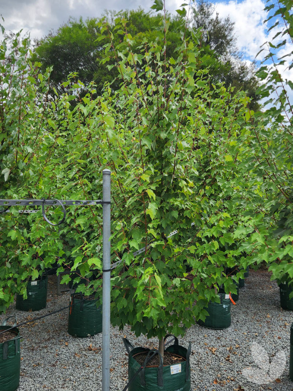 Acer rubrum 'Autumn Red' - Canadian Maple - Speciality Trees