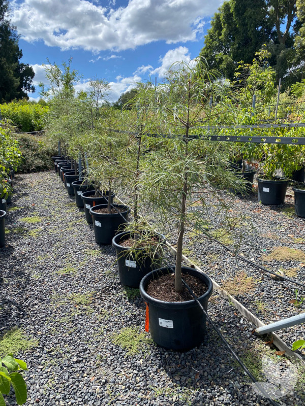 Brachychiton rupestris - Queensland Bottle Tree - Trees - Speciality Trees