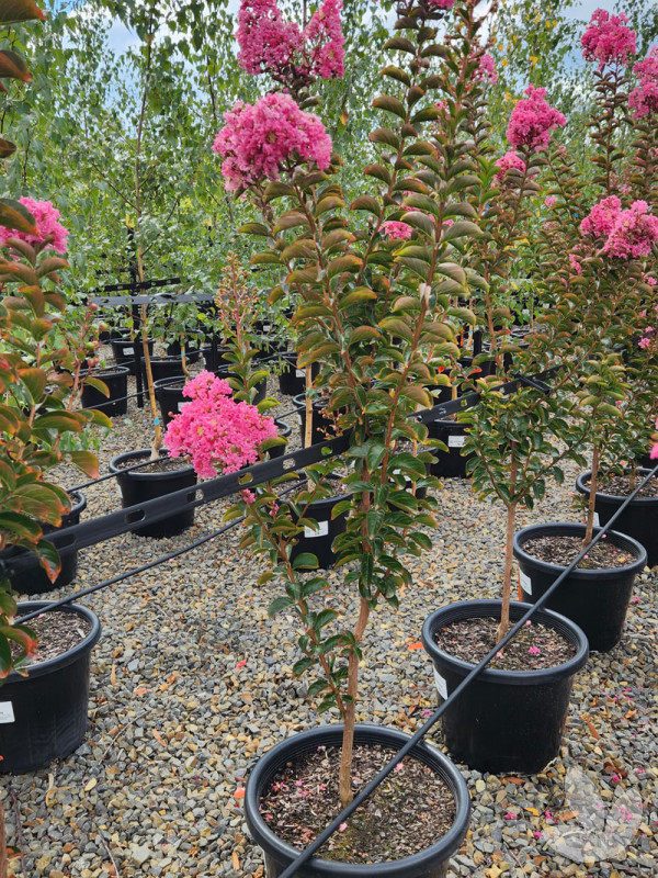 Lagerstroemia indica x fauriei 'Sioux' - Crepe Myrtle (musk pink ...