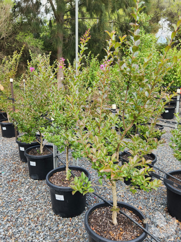 Lagerstroemia indica x fauriei 'Zuni' - Crepe Myrtle (purple) - Trees ...