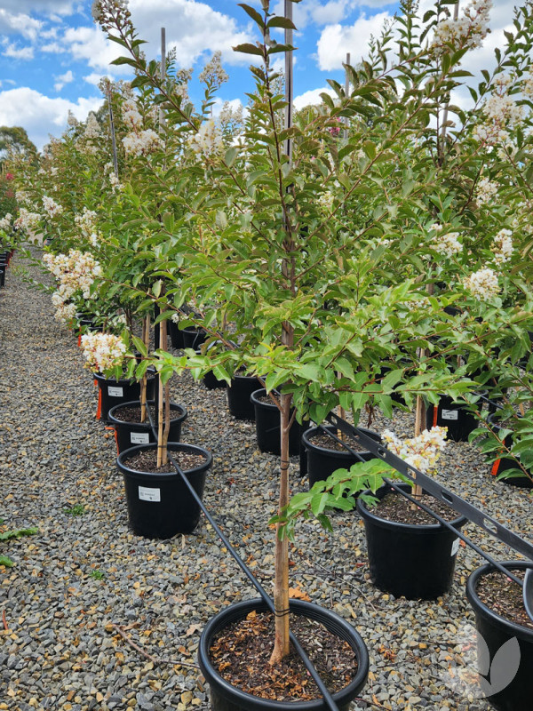 Lagerstroemia indica x fauriei 'Natchez' - Crepe Myrtle (white) - Trees - Speciality Trees
