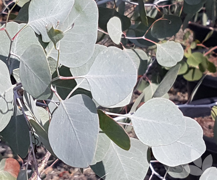 Building Resiliance Naturally - Blog - Speciality Trees