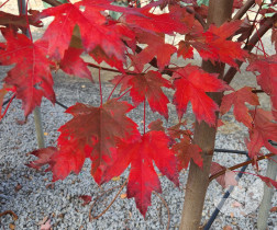 Acer x freemanii 'Jeffersred' - Autumn Blaze Maple Tree, Jeffers Red ...