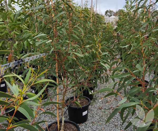 Eucalyptus gregsoniana - Wolgan Tree, Dwarf Mallee Snow Gum Tree ...