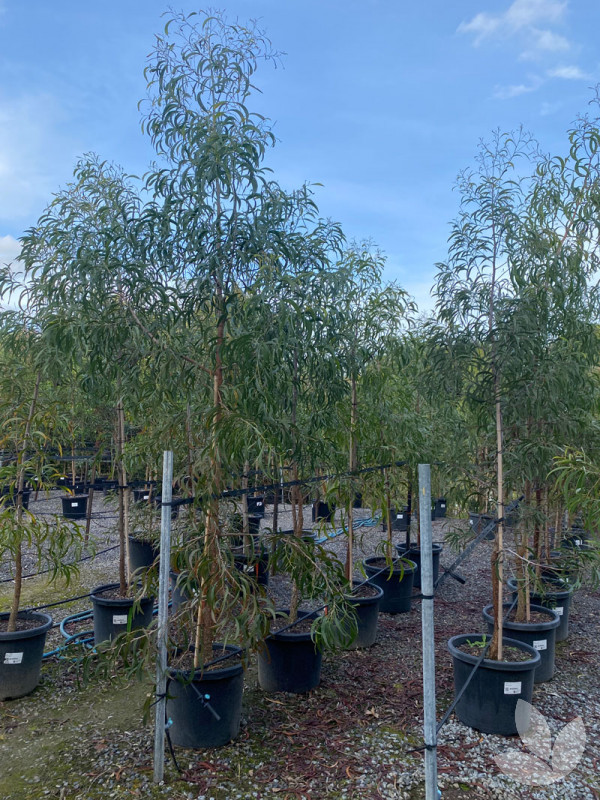 Acacia implexa - Lightwood, Hickory Wattle – Trees - Speciality Trees