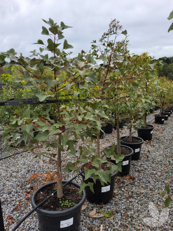 Brachychiton populneus - Kurrajong - Speciality Trees