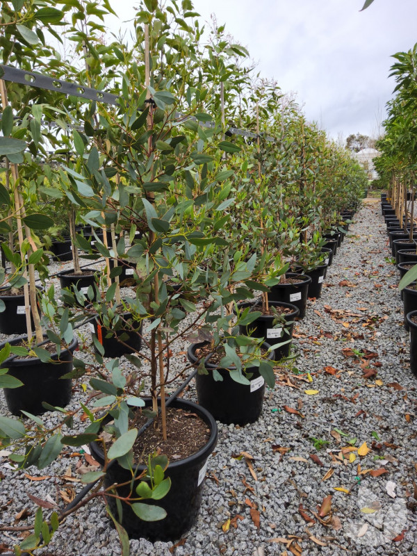 Eucalyptus forrestiana - Fuchsia Gum - Trees - Speciality Trees