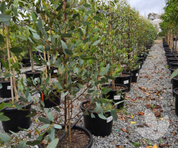 Eucalyptus forrestiana - Fuchsia Gum - Trees - Speciality Trees