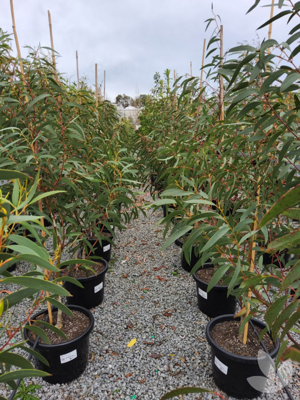 Eucalyptus gregsoniana - Dwarf Snow Gum, Dwarf Mallee Gum – Trees ...