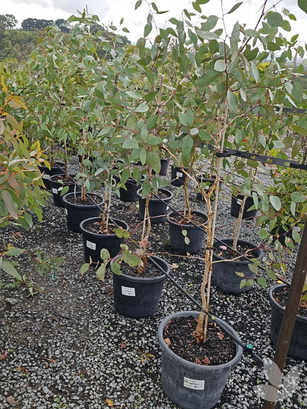 Eucalyptus microcarpa - Grey Box, Western Grey Box - Trees - Speciality ...